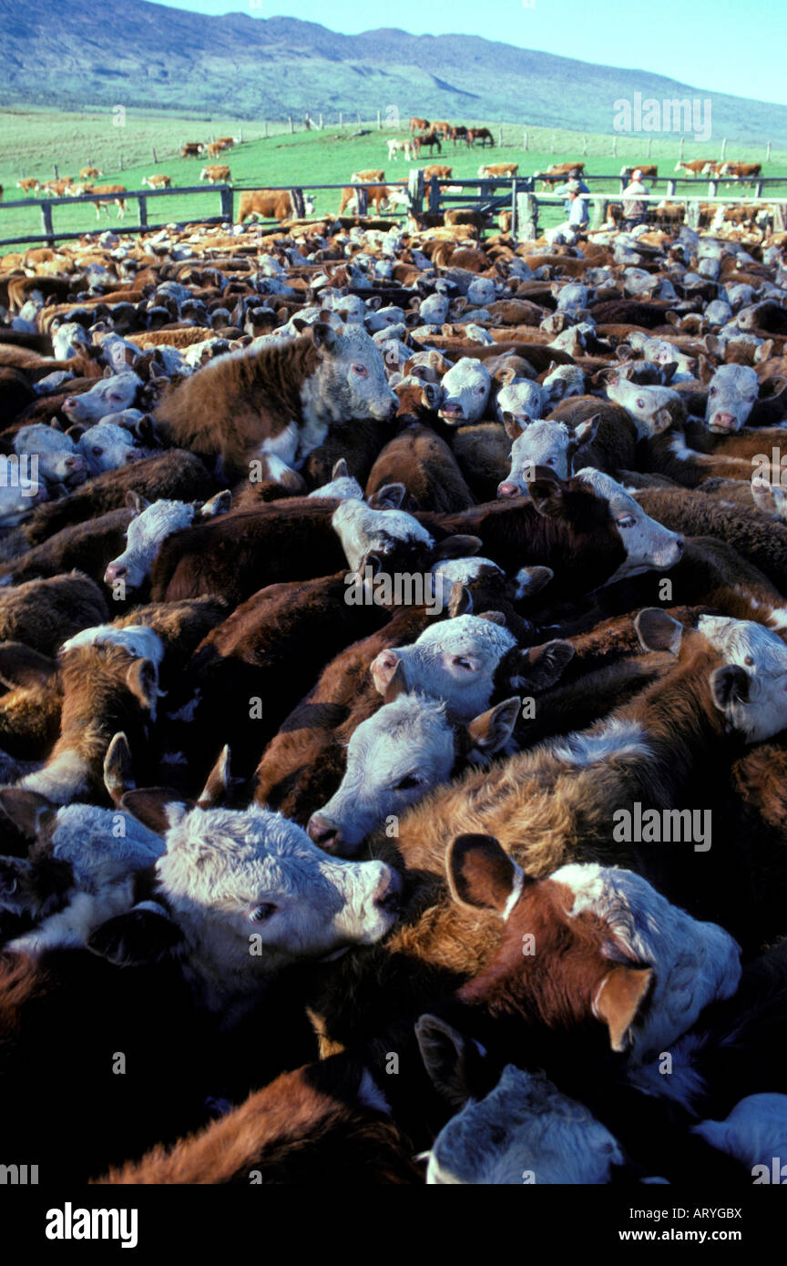 Parker cattle ranch hi-res stock photography and images - Alamy