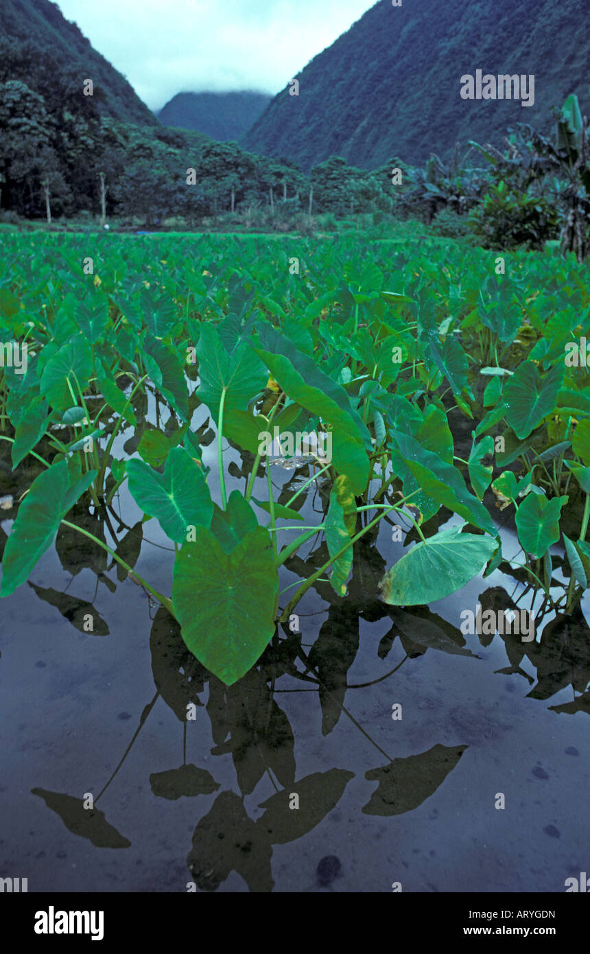Kalo in hawaiian hi-res stock photography and images - Alamy