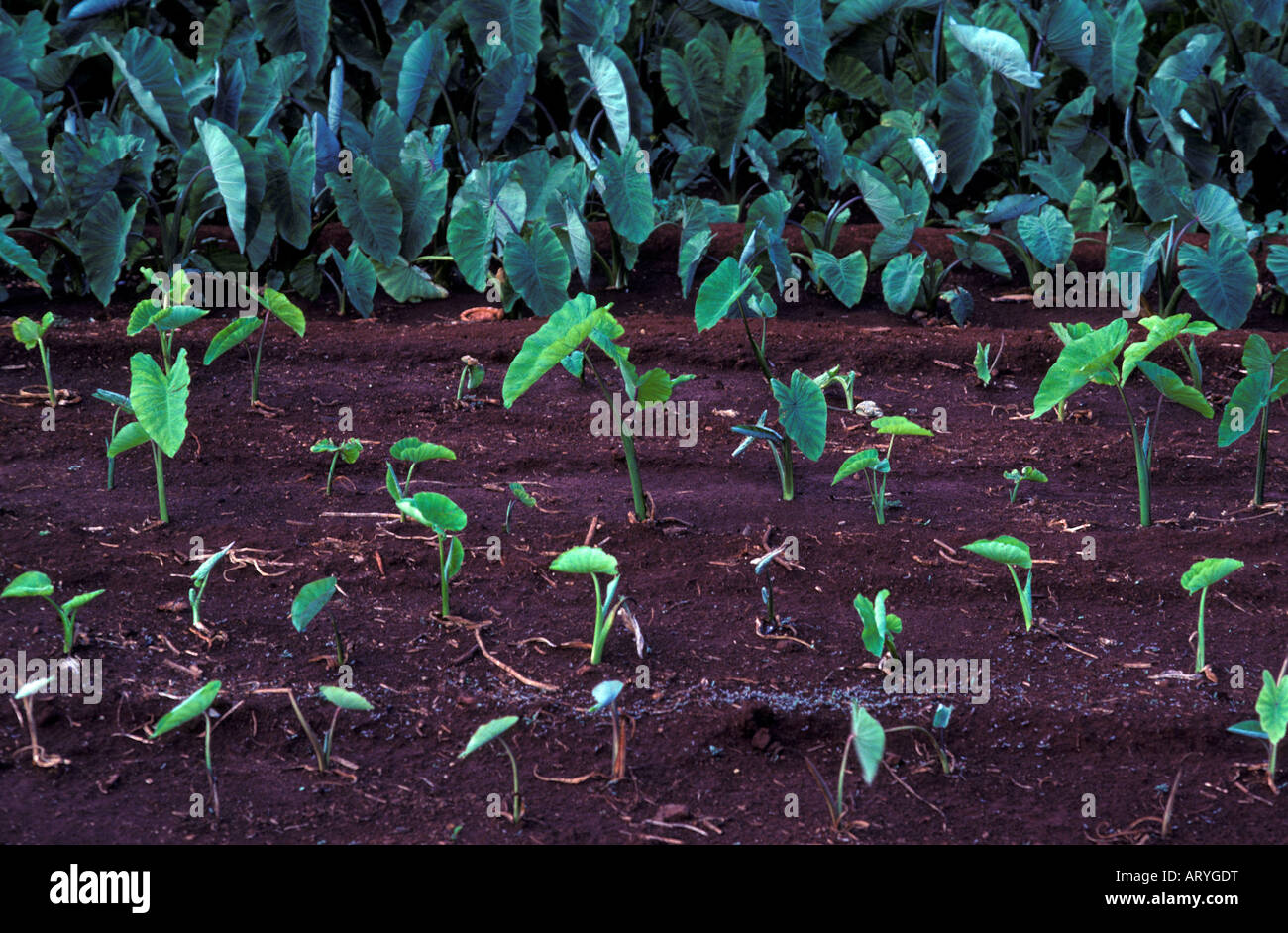 Dry land taro patch Stock Photo - Alamy