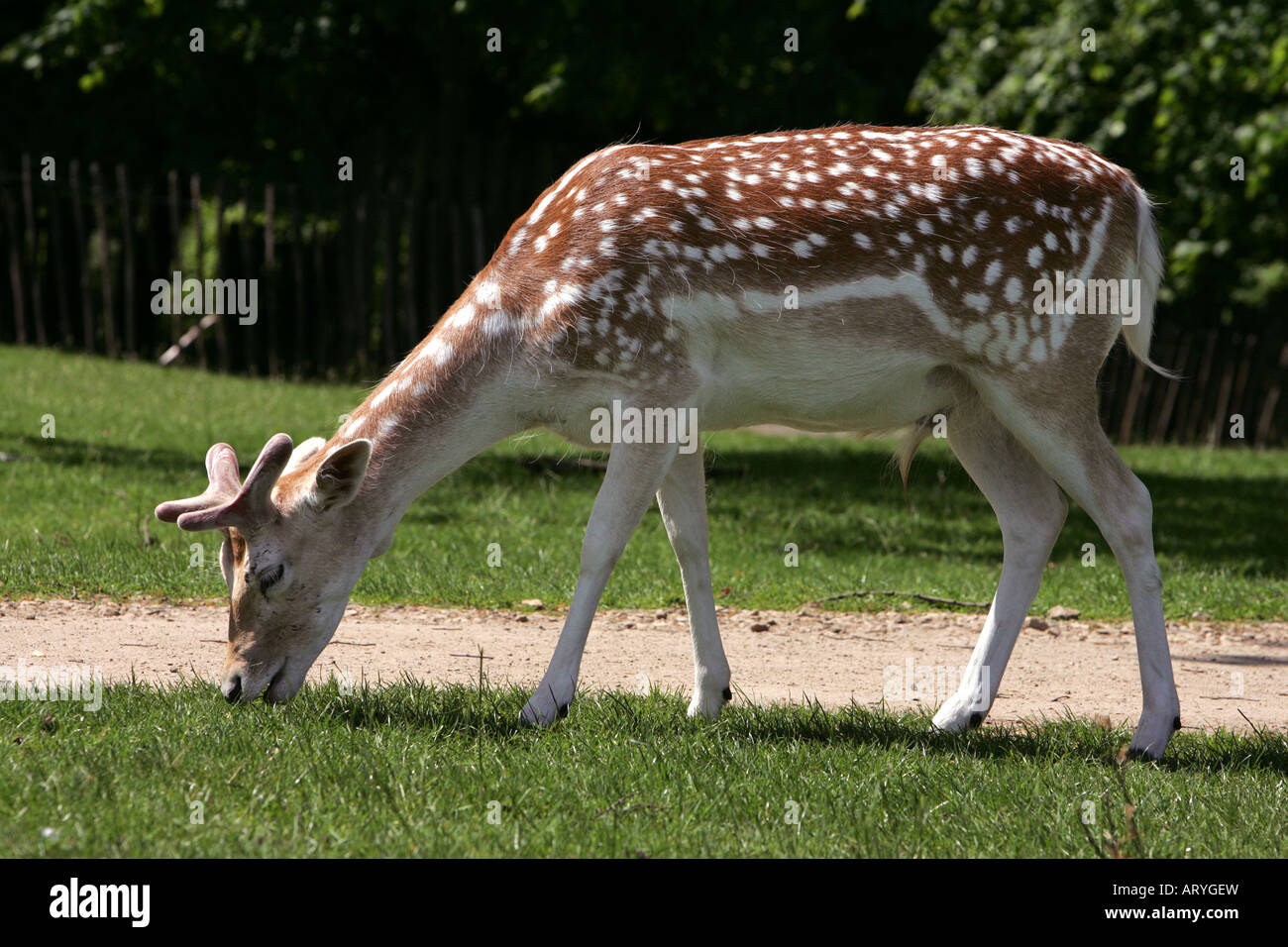 Deer herd animal mammal herbivores Stock Photo - Alamy