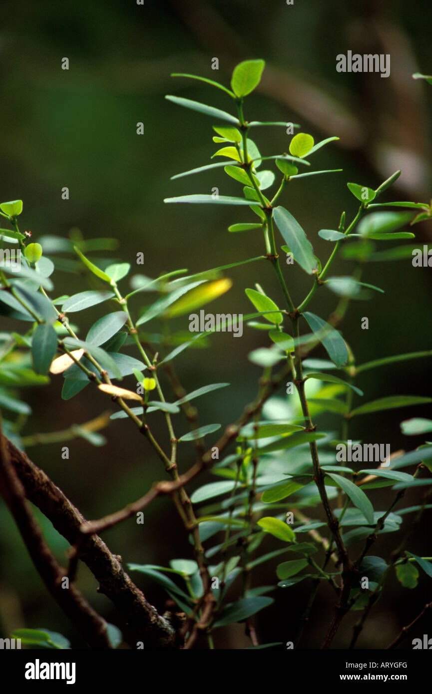 Akoko (Chamaesyce family) is an endangered native plant, Manoa Cliffs ...