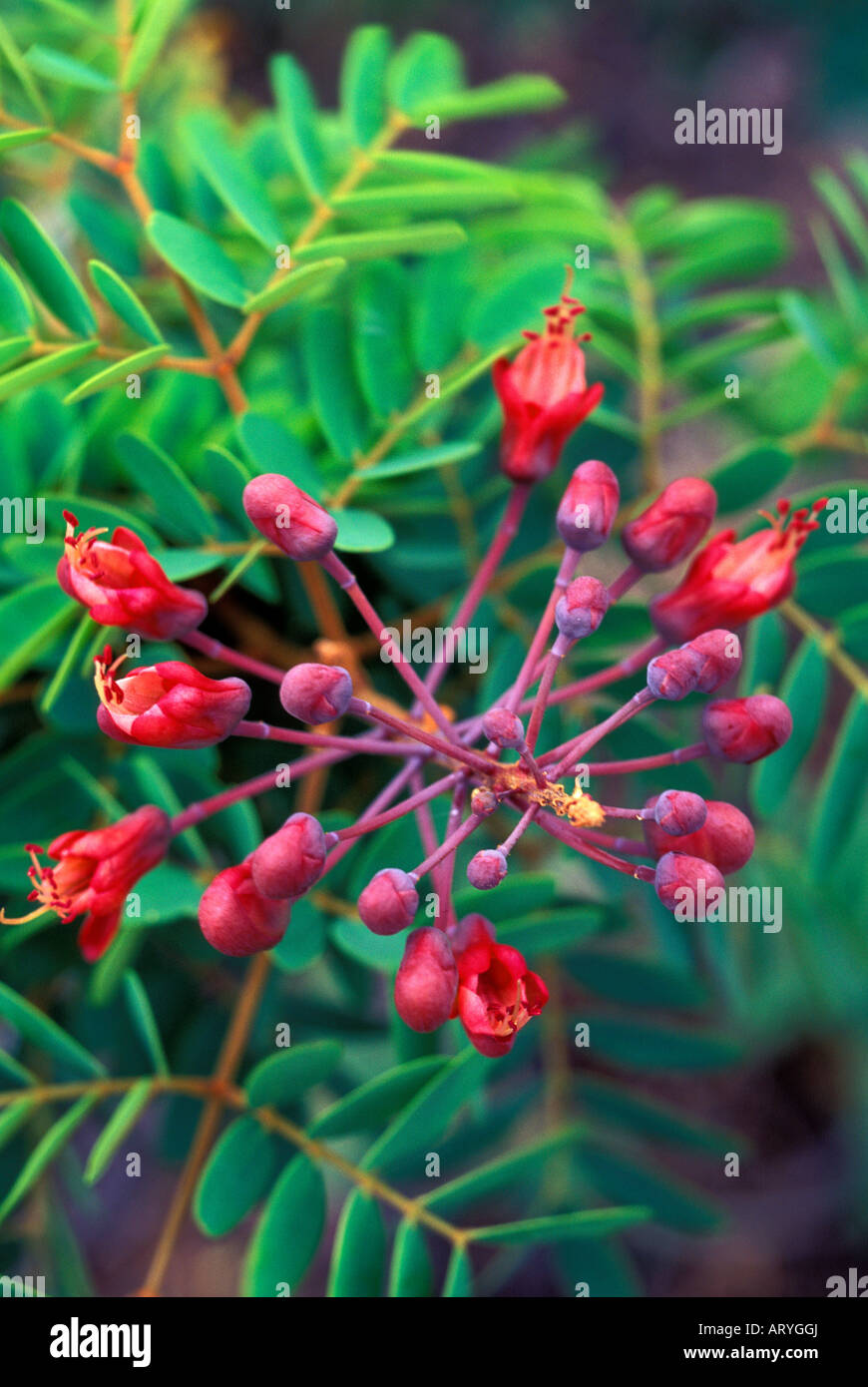 Flower of the Uhiuhi (Caesalpinia kavaiensis) plant, an endangered ...
