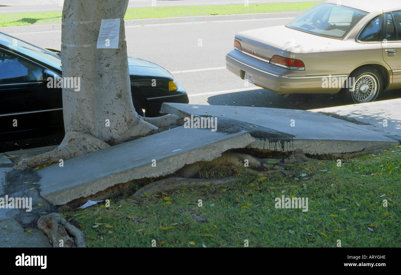 Broken sidewalks in Westchester, Southern California Stock Photo - Alamy