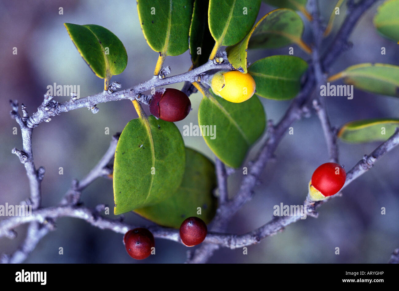 Lama (Diospyros sandwichensis), a native plant related to the persimmon ...