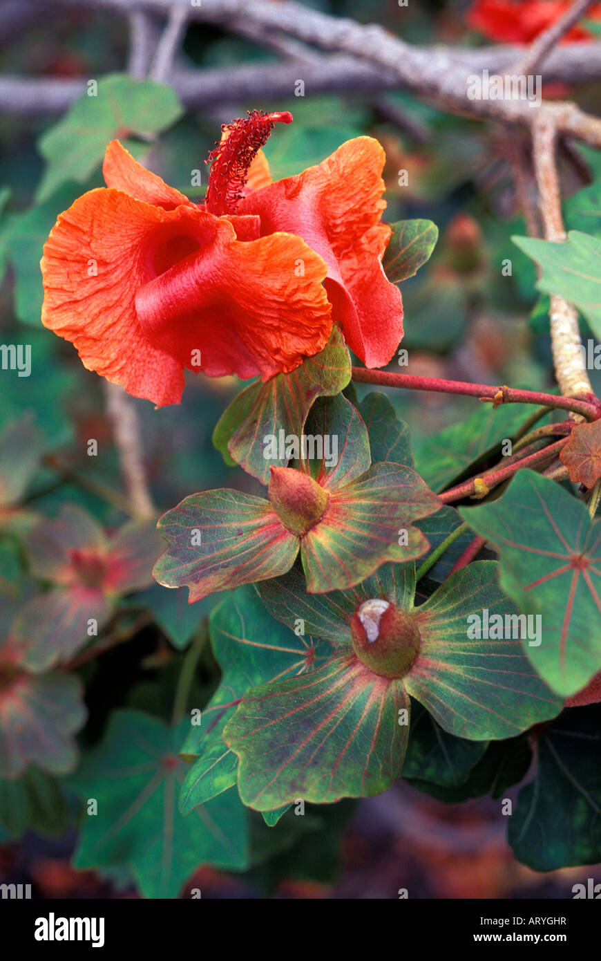 The kokia drynarioides flower (Malvaceae) in various stages, an ...