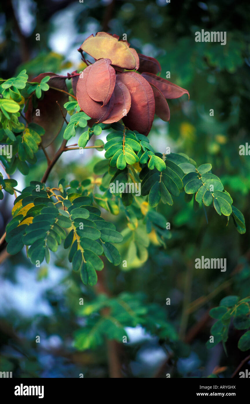 Seed pods of the uhiuhi plant (Caesalpinia kavaiensis), a rare ...