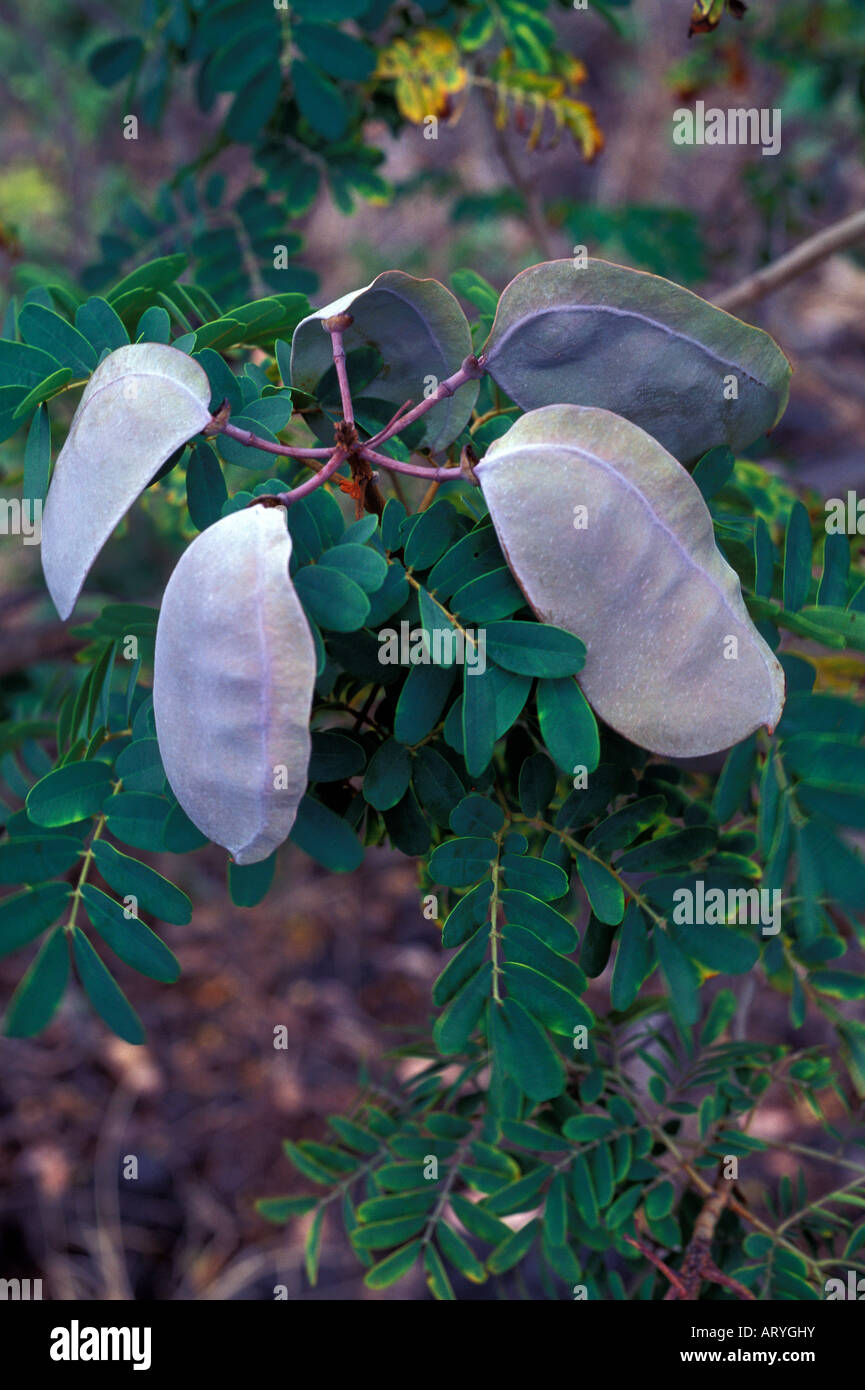 Uhiuhi pods (Caesalpinia kavaiensis), a rare endangered native Hawaiian ...