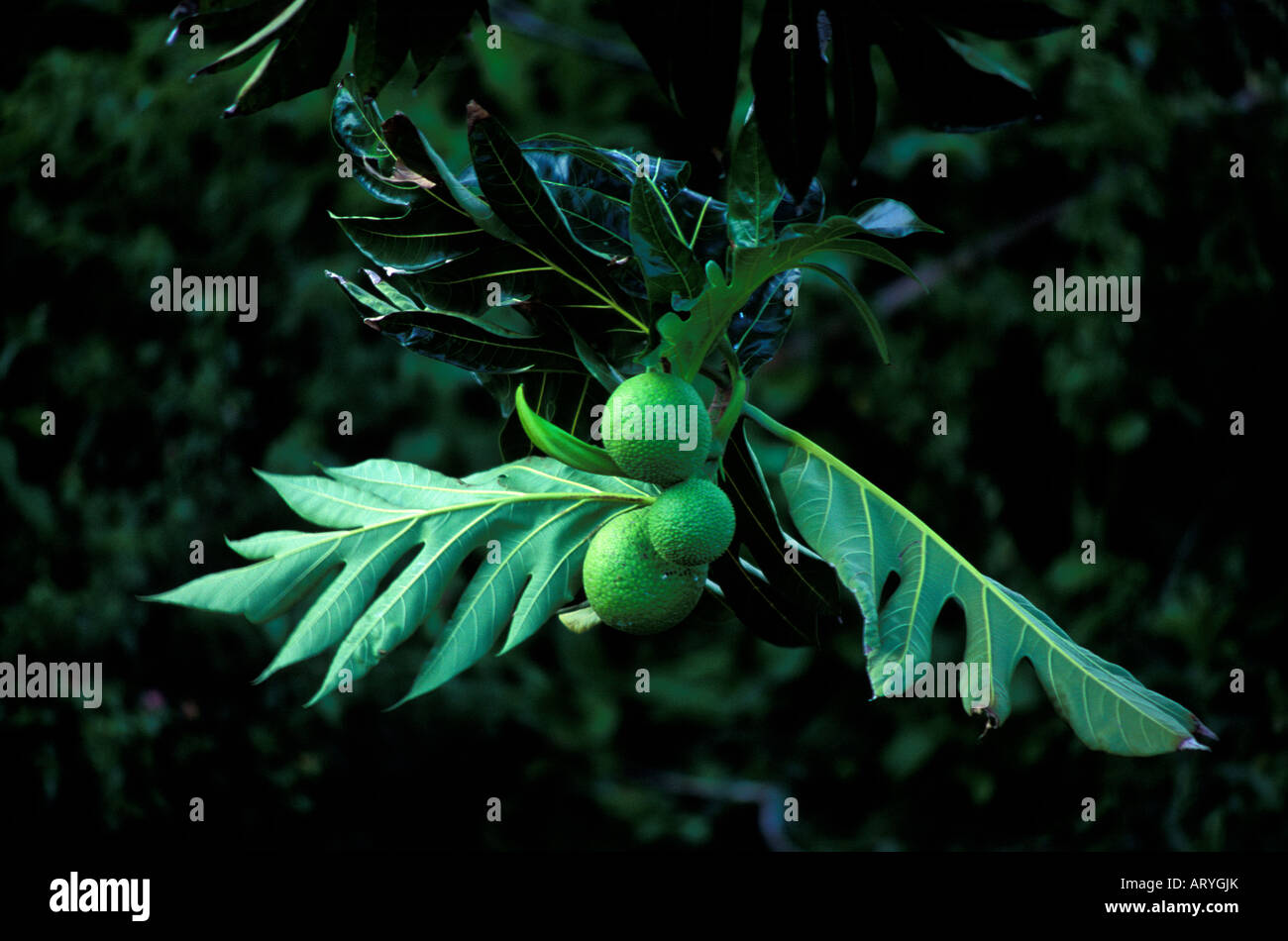 Breadfruit tree at the National Tropical Botanical Gardenís Allerton ...
