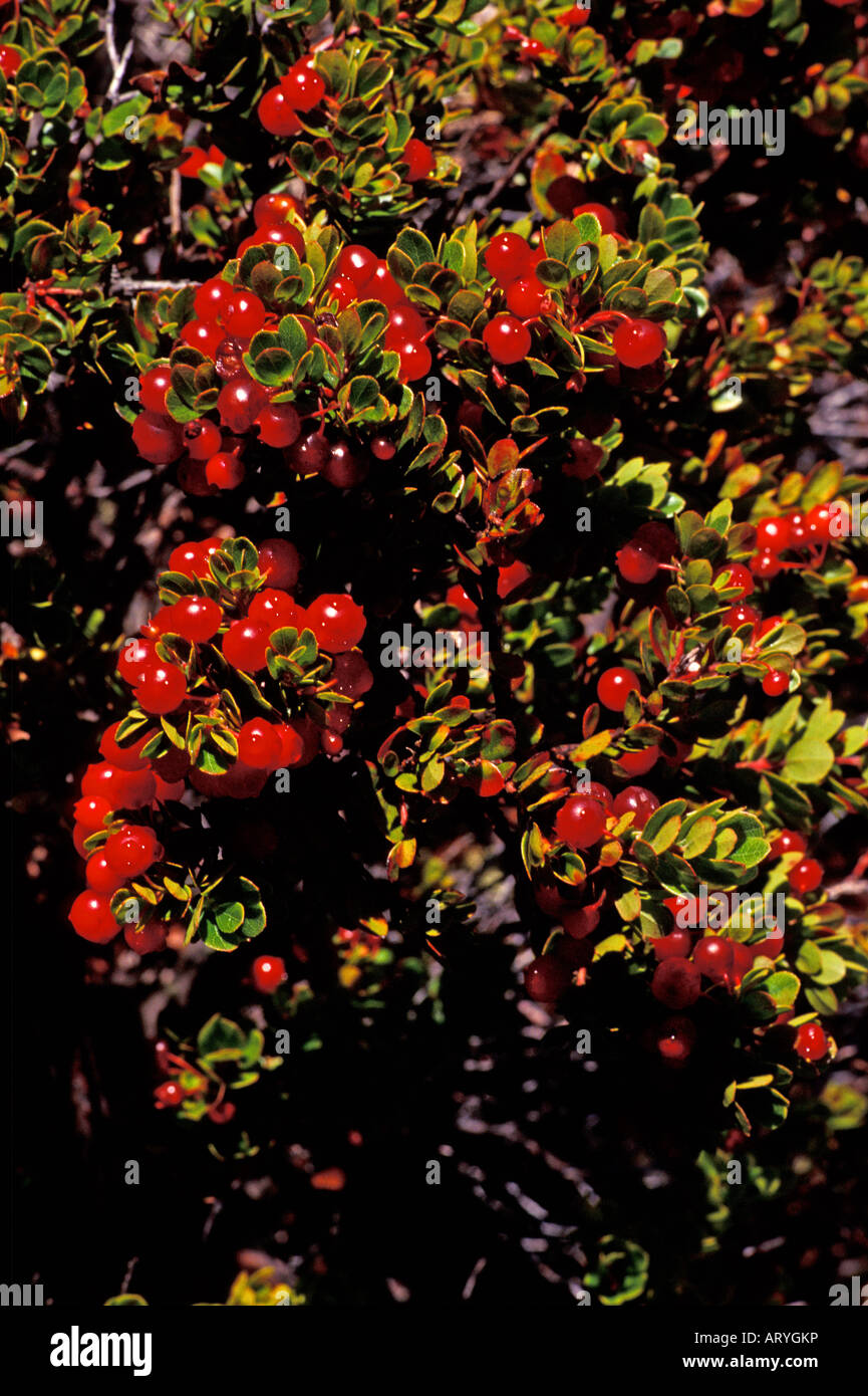 Ohelo berries hi-res stock photography and images - Alamy