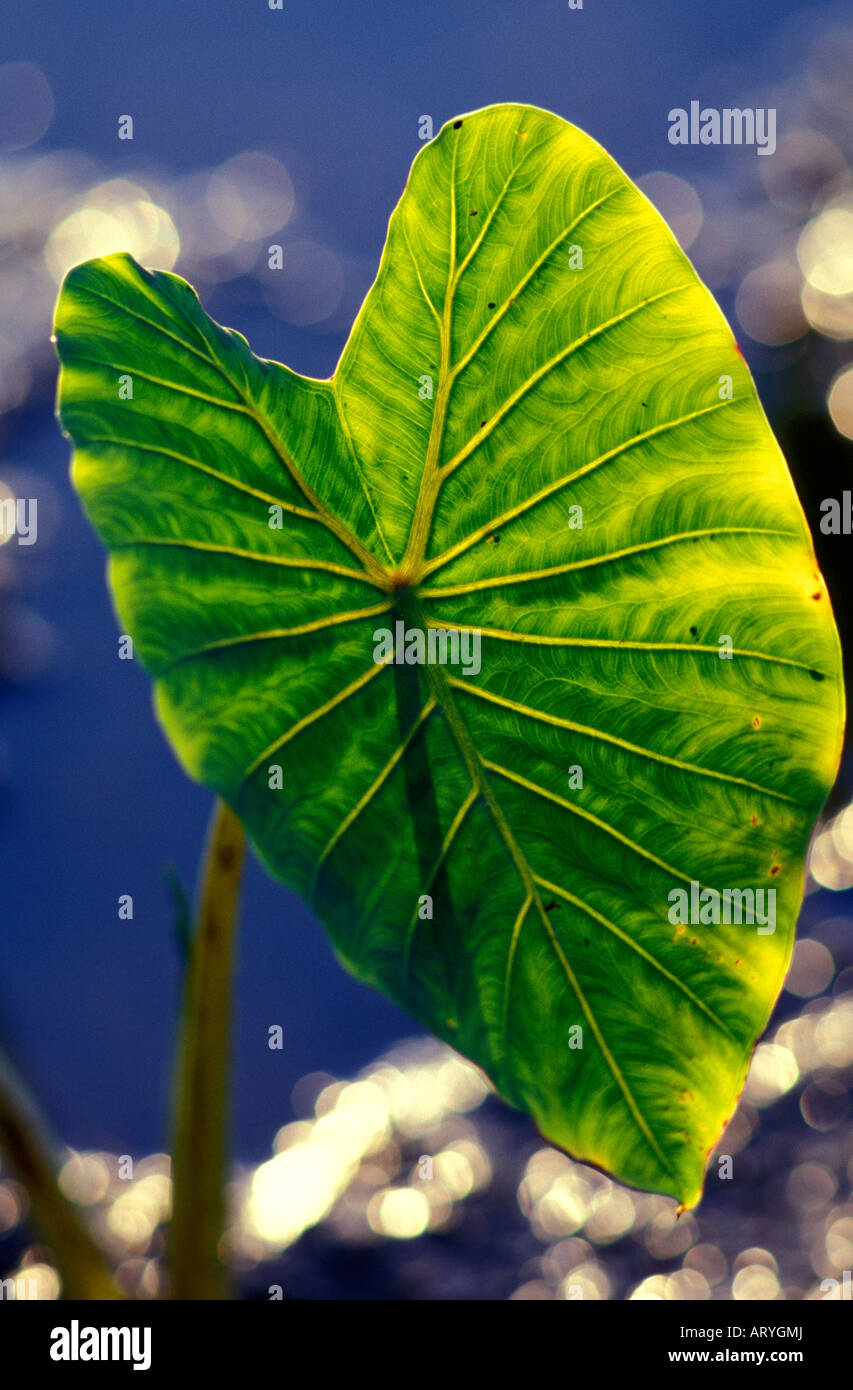 Young kalo (taro) at Kaala Farms, a Hawaiian culture learning center ...