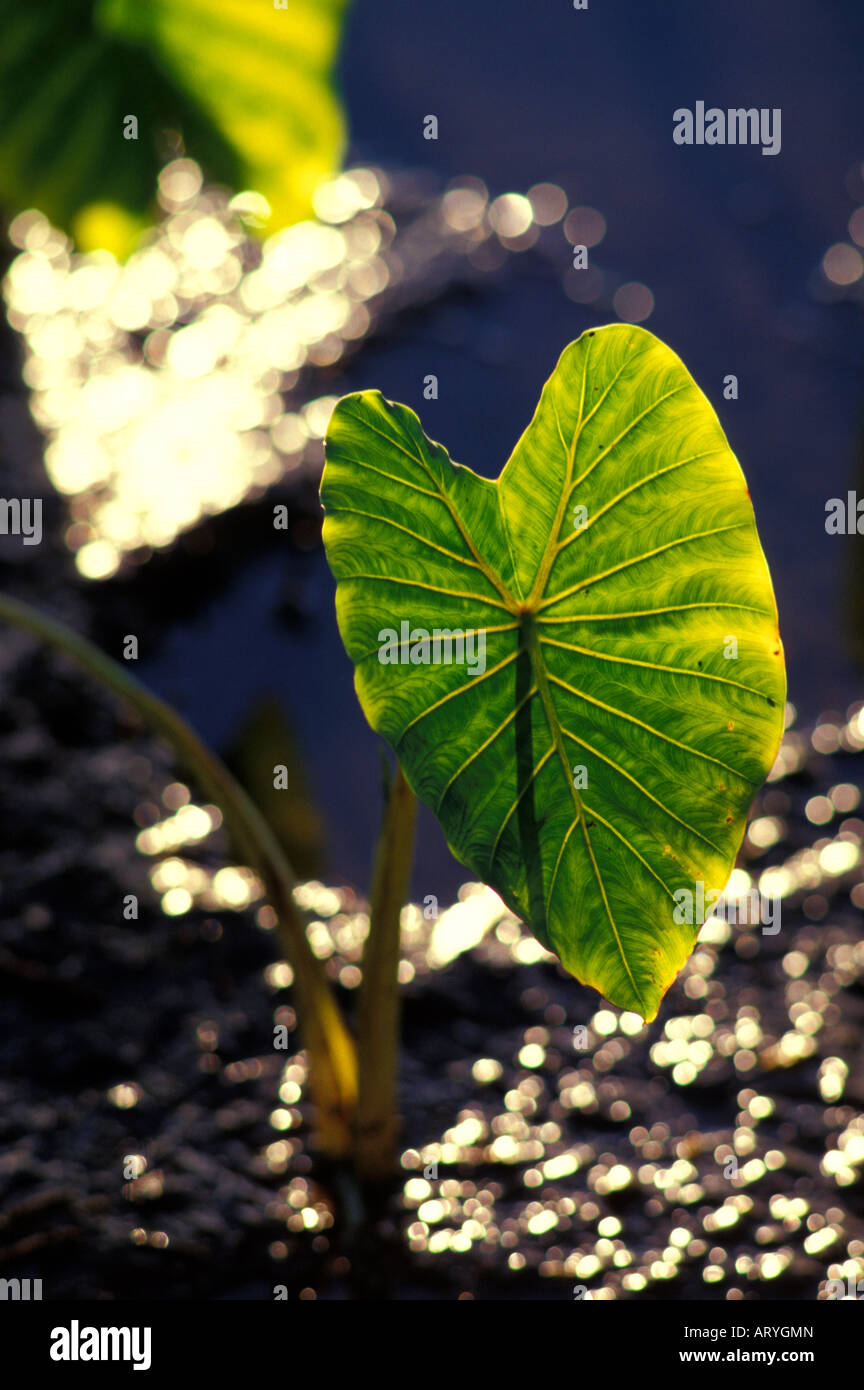 Young kalo (taro) at Kaala Farms, a Hawaiian culture learning center ...