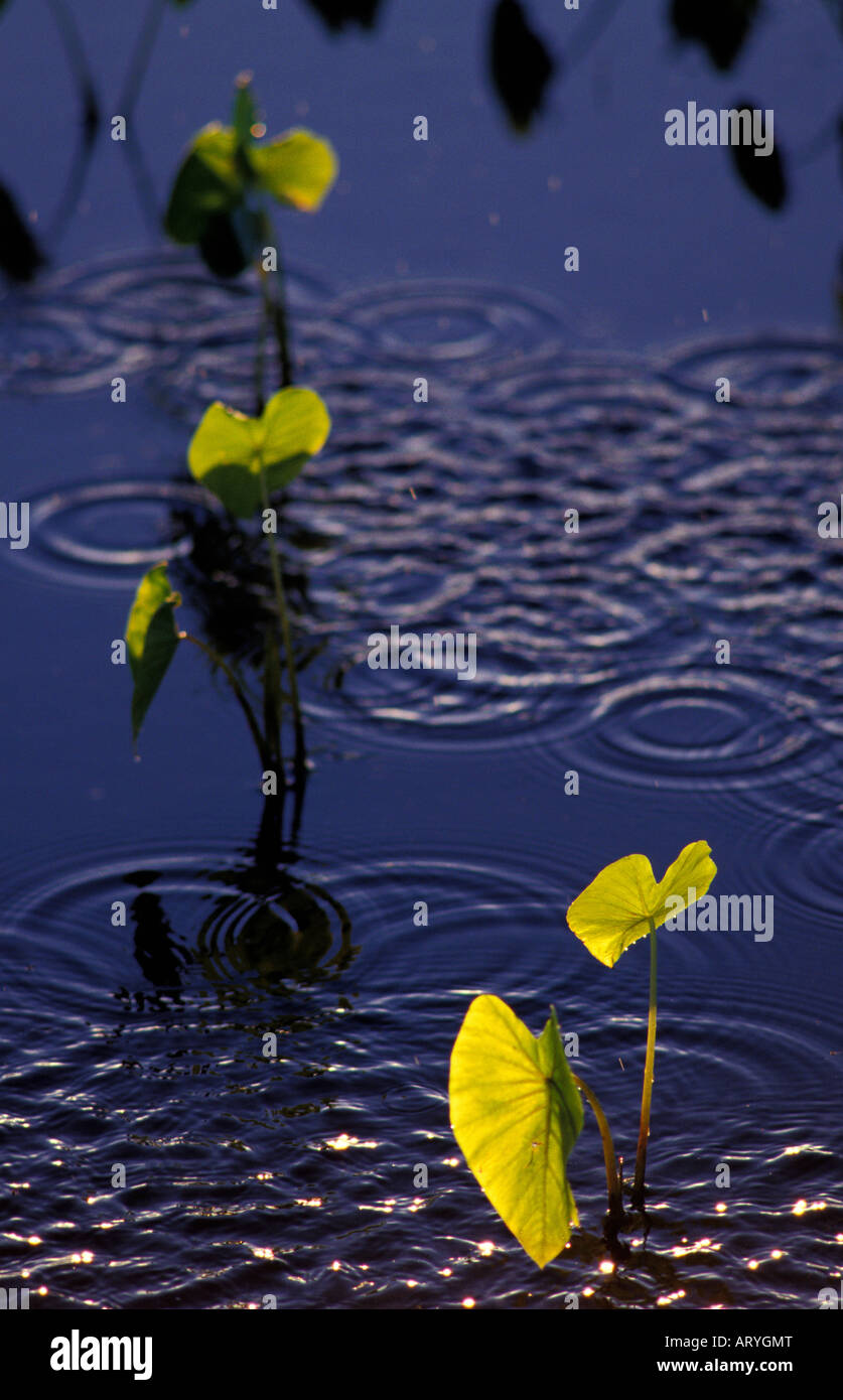 Young kalo (taro) at Kaala Farms, a Hawaiian culture learning center ...