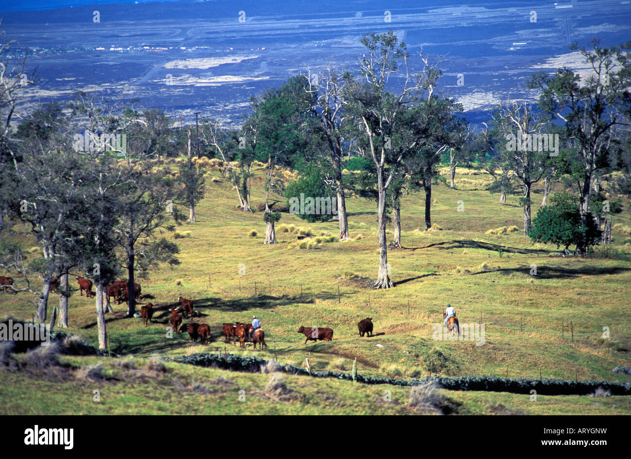 Cowboys herding cattle hi-res stock photography and images - Alamy