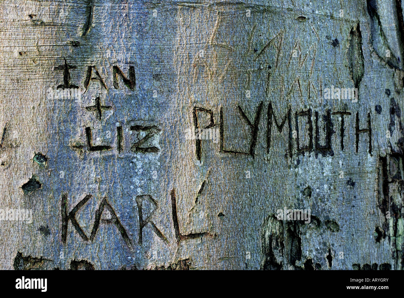 Names carved on beech tree, Northamptonshire, England, UK Stock Photo ...