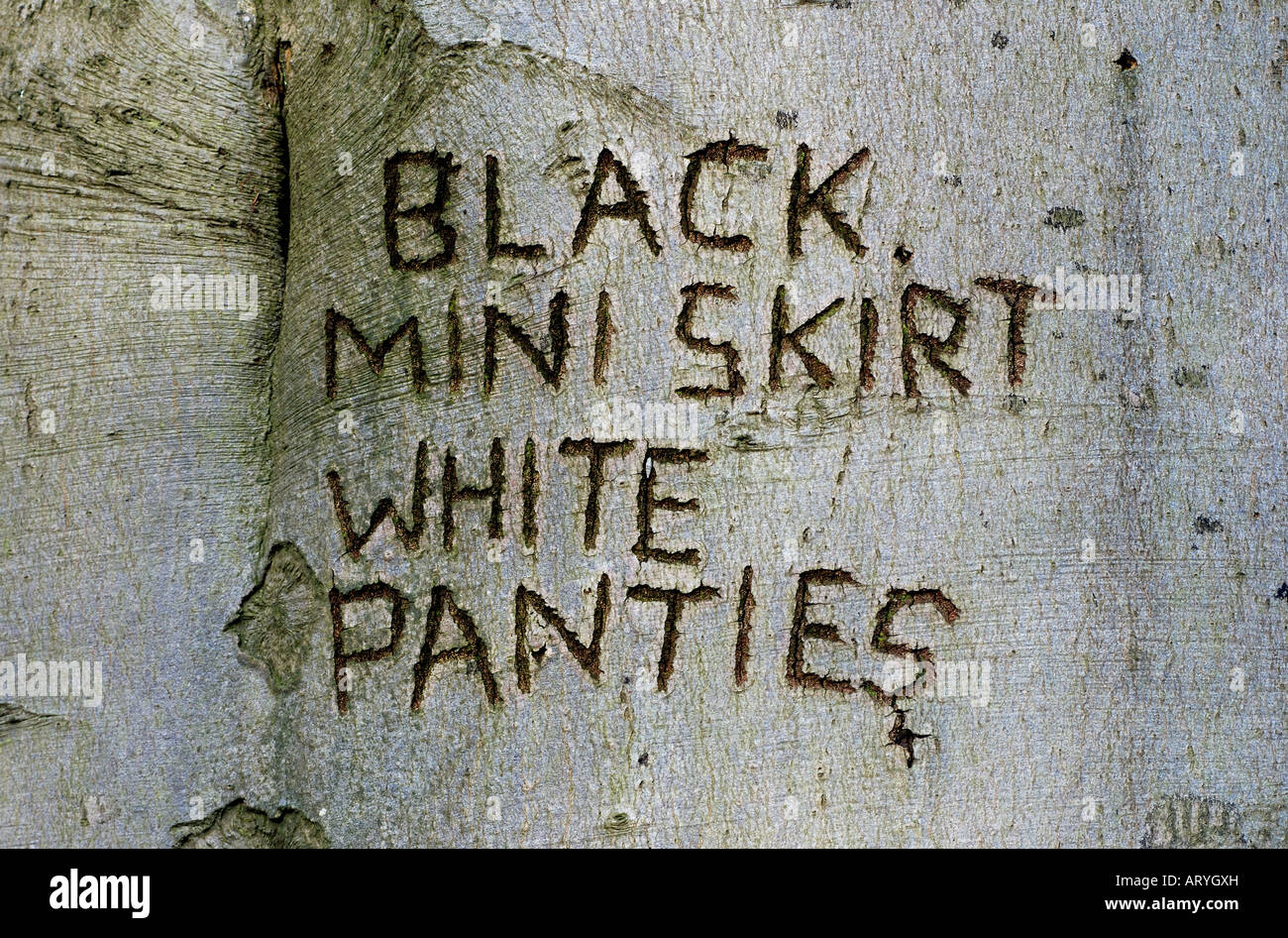 BLACK MINI SKIRT WHITE PANTIES carving on beech tree, Northamptonshire ...