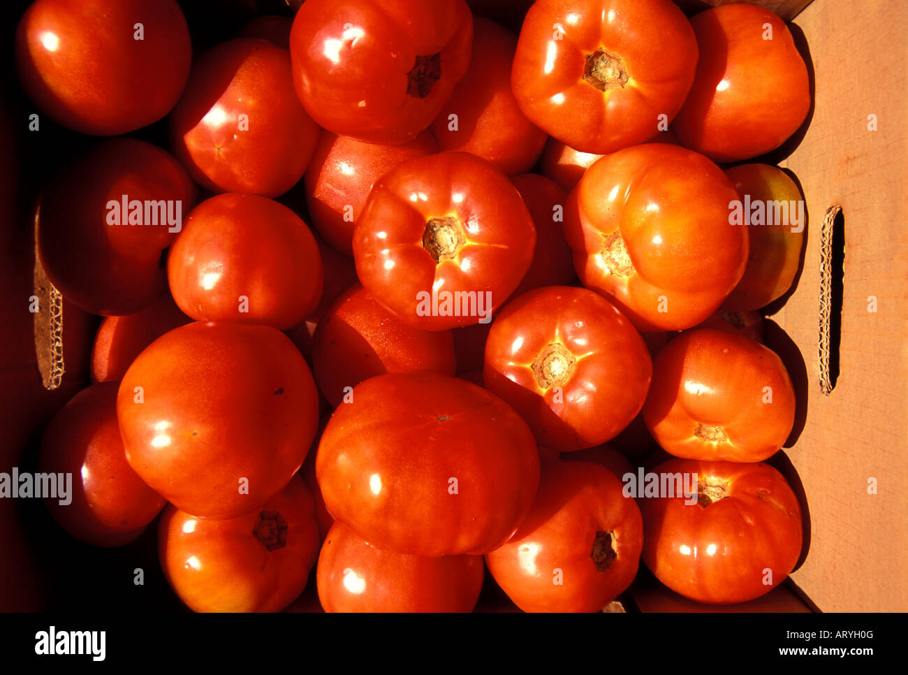 Just harvest tomatoes from Jefts Farm, Island of Molokai Stock Photo ...