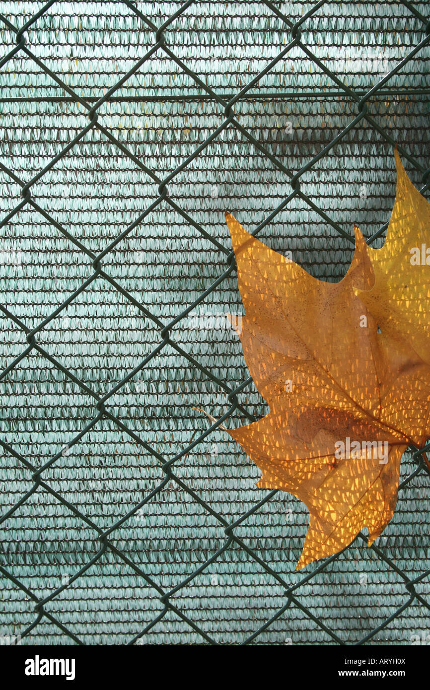 one fallen autumn leaf stuck to fence Stock Photo - Alamy