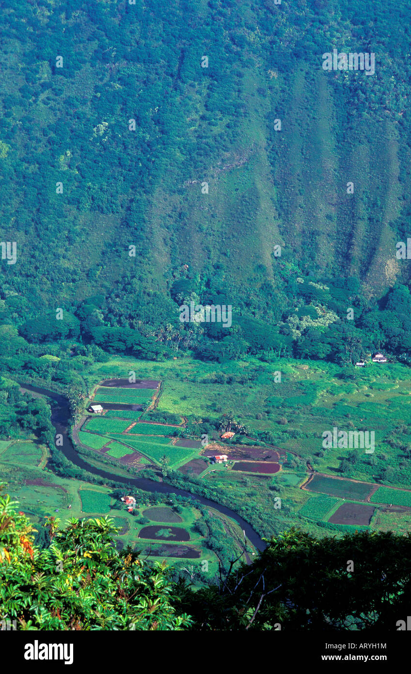 Expanse of cliff walls with taro fields and the Wailoa River winding ...