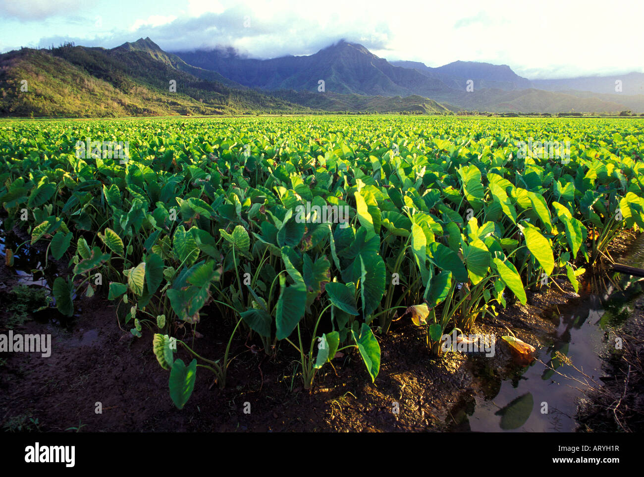 Kalo (taro) loi on a family farm in Hanalei Stock Photo - Alamy
