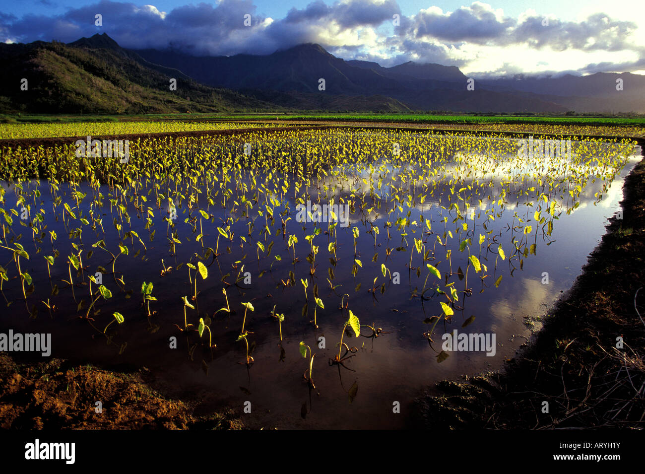 Kalo (taro) loi on a family farm in Hanalei Stock Photo - Alamy