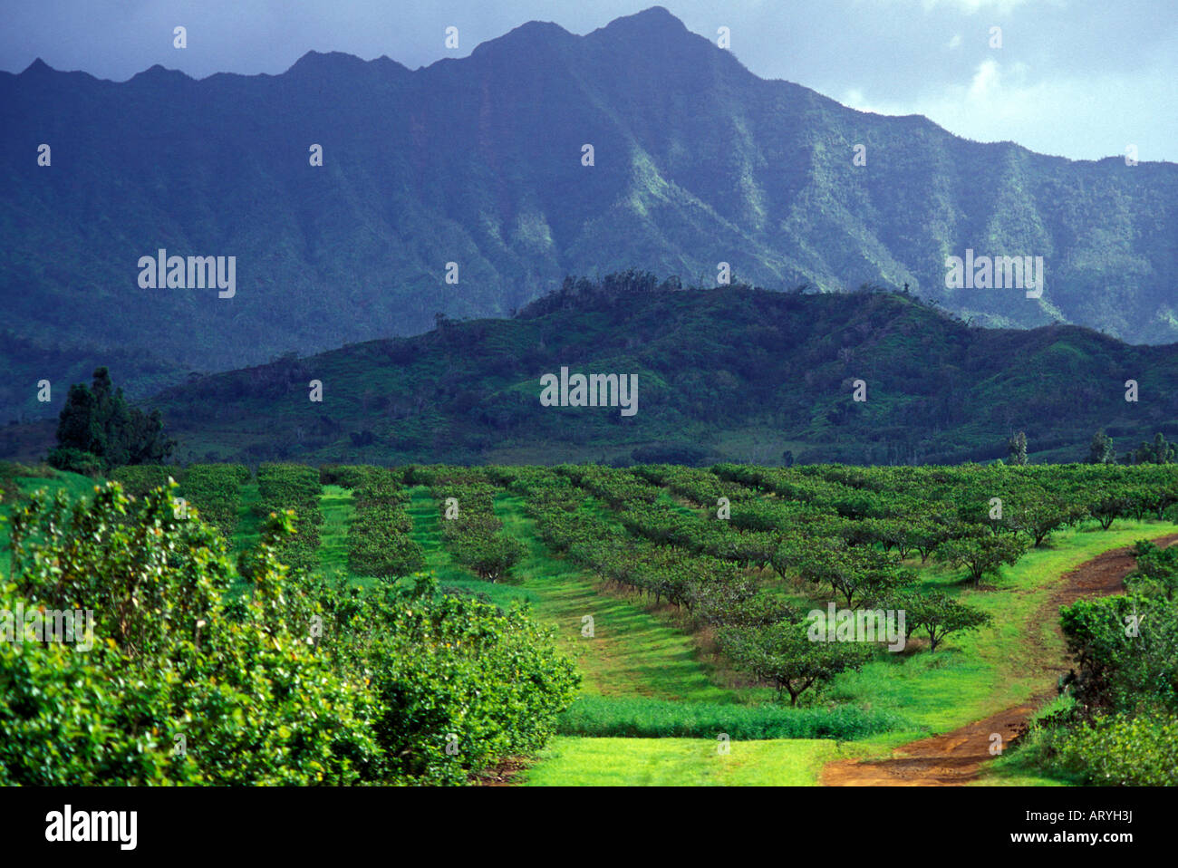 Guava tree orchard at Kilauea Agronomics, Inc., Island of Kauai Stock ...