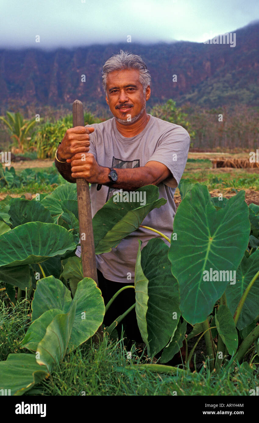 Eric Enos, Director of Kaala Farms, working in the kalo loi (taro pond ...
