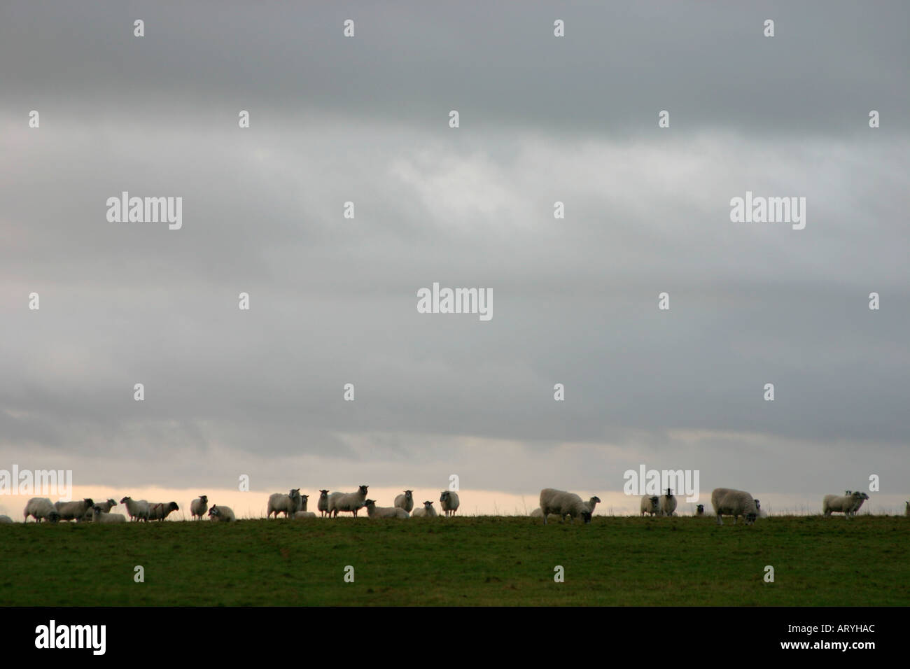 Sheep in field, England Stock Photo - Alamy