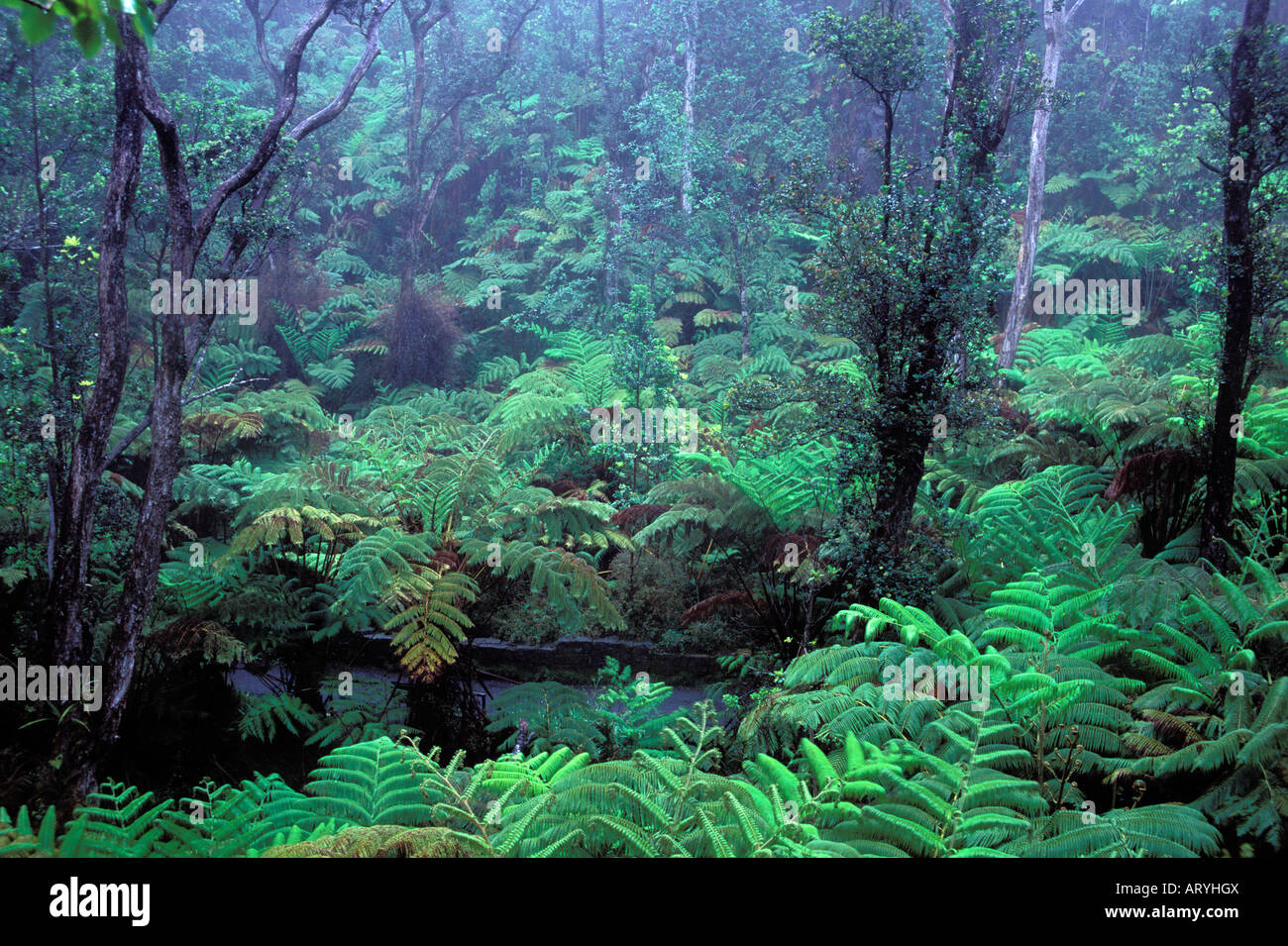 Fern ohia forest at Thurston Lava Tube, Hawaii Volcanoes National Park ...