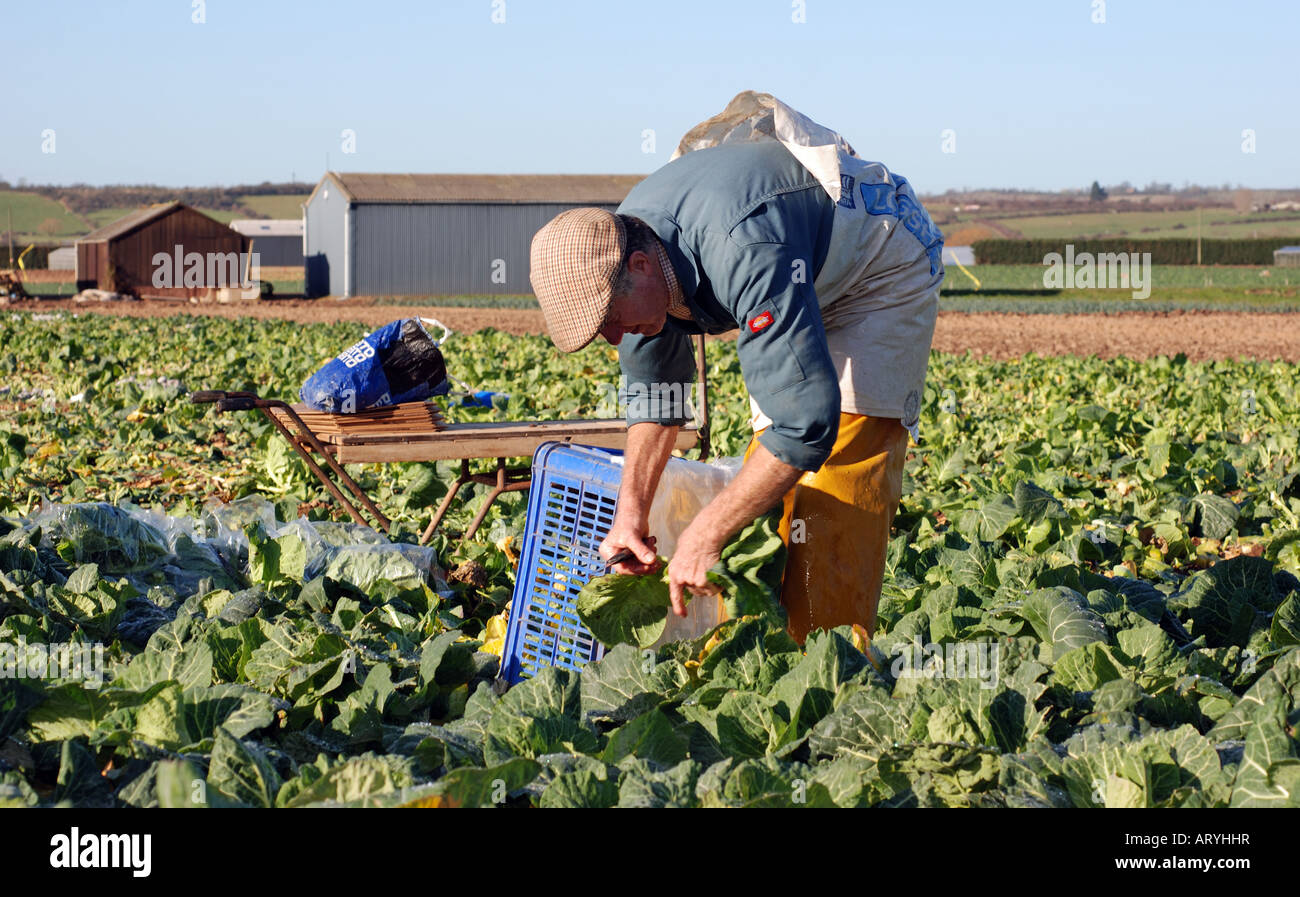 Crop of brassicas hi-res stock photography and images - Alamy