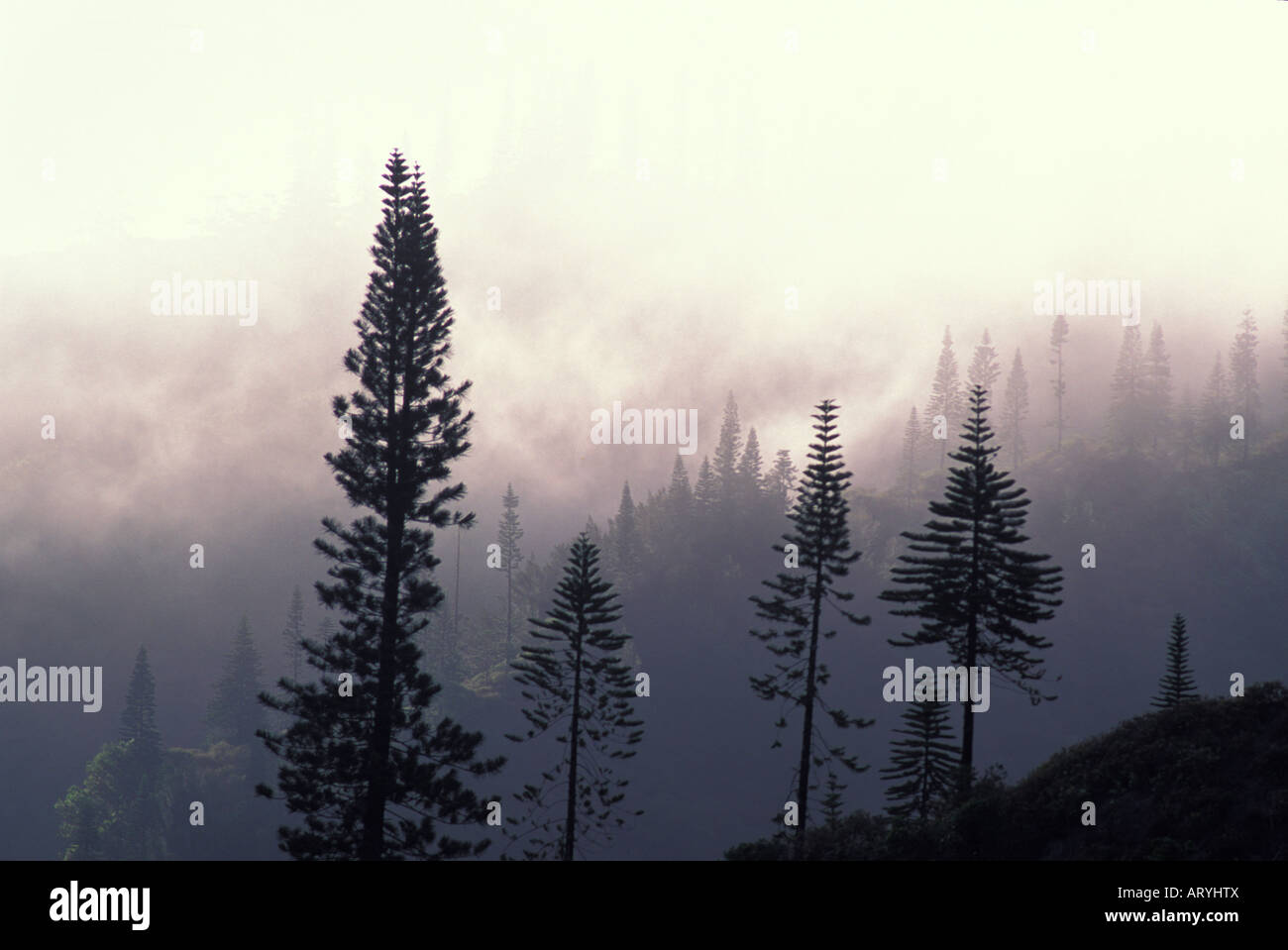 Munro trail hawaii hi-res stock photography and images - Alamy