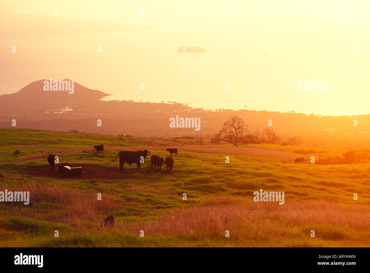 Ulupalakua hi-res stock photography and images - Alamy