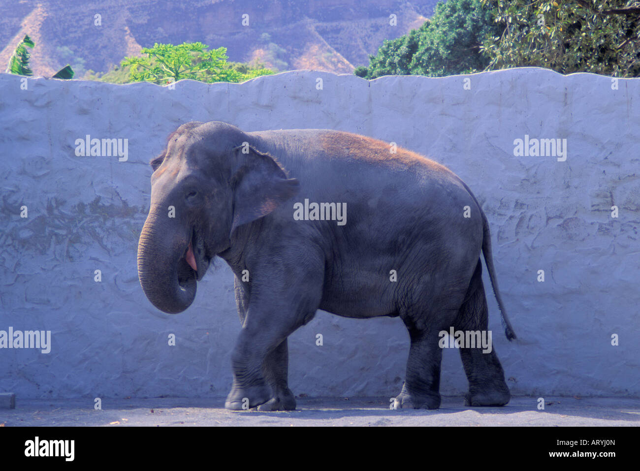 Elephant at the Honolulu Zoo Stock Photo - Alamy
