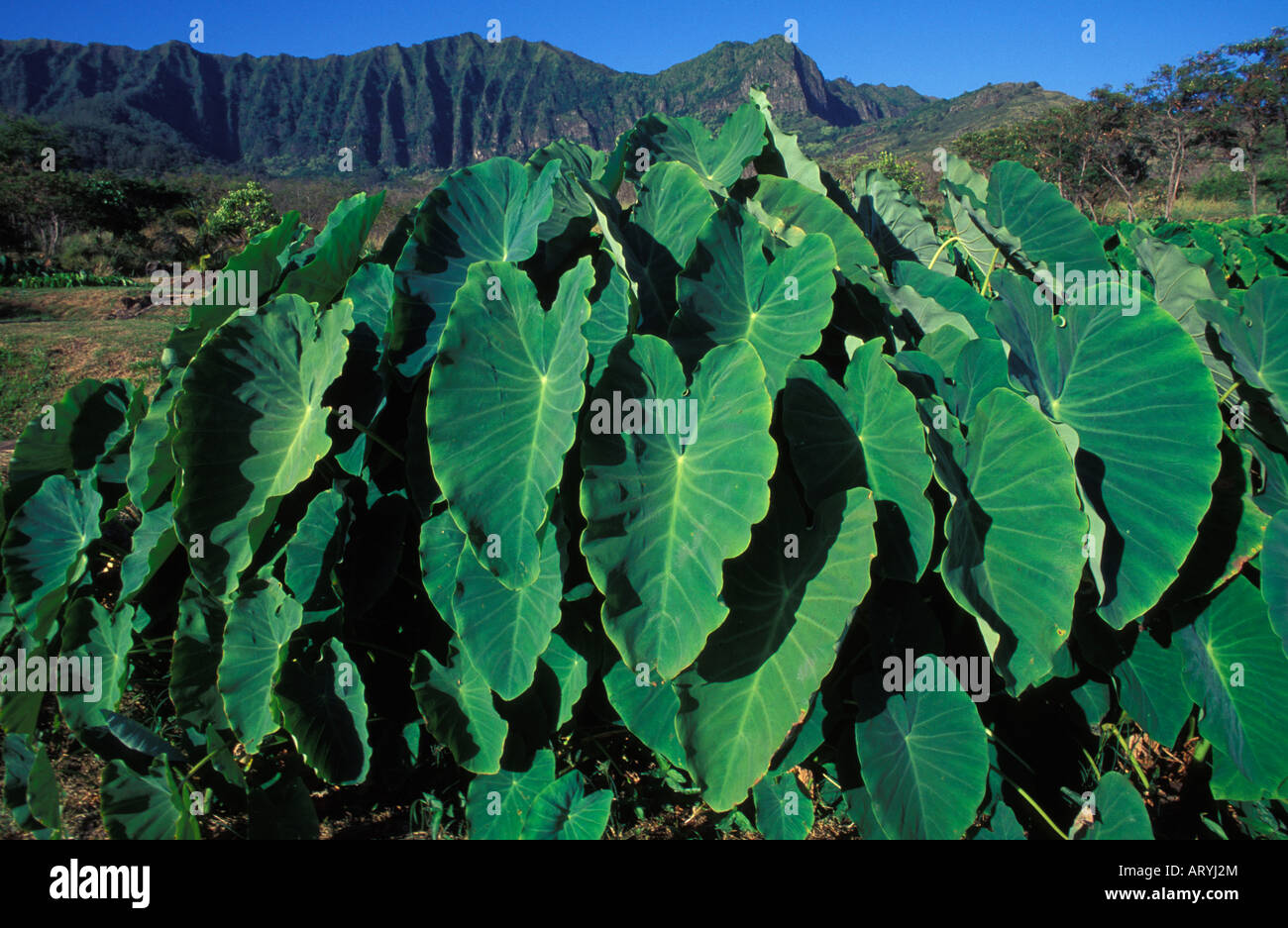 Dry land kalo (taro) at Kaala Farms, with Mt. Kaala and the Waianae ...