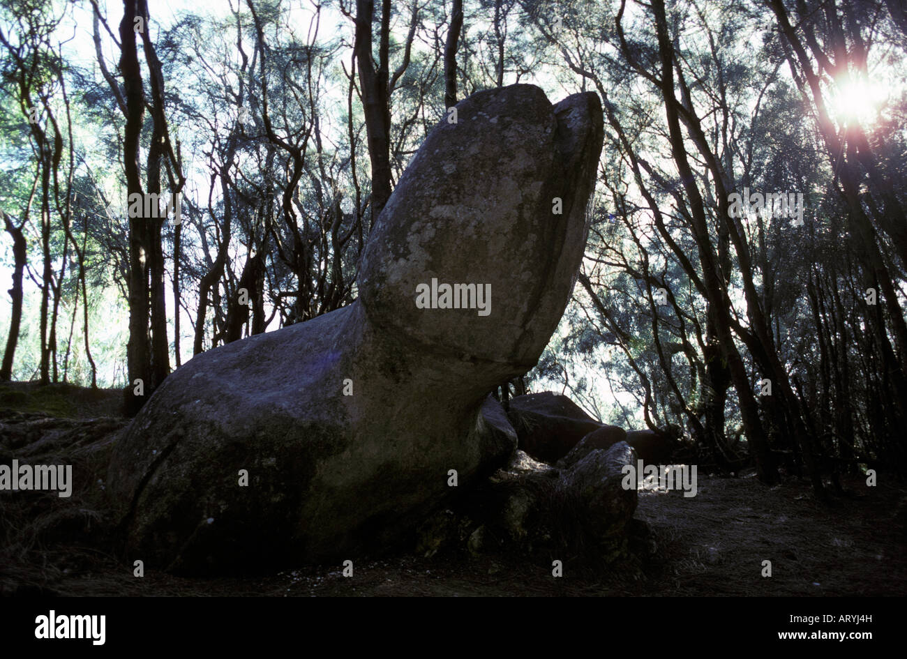 Kaule o Nanahoa (Phallic Rock) located at Palaau State Park Stock Photo ...