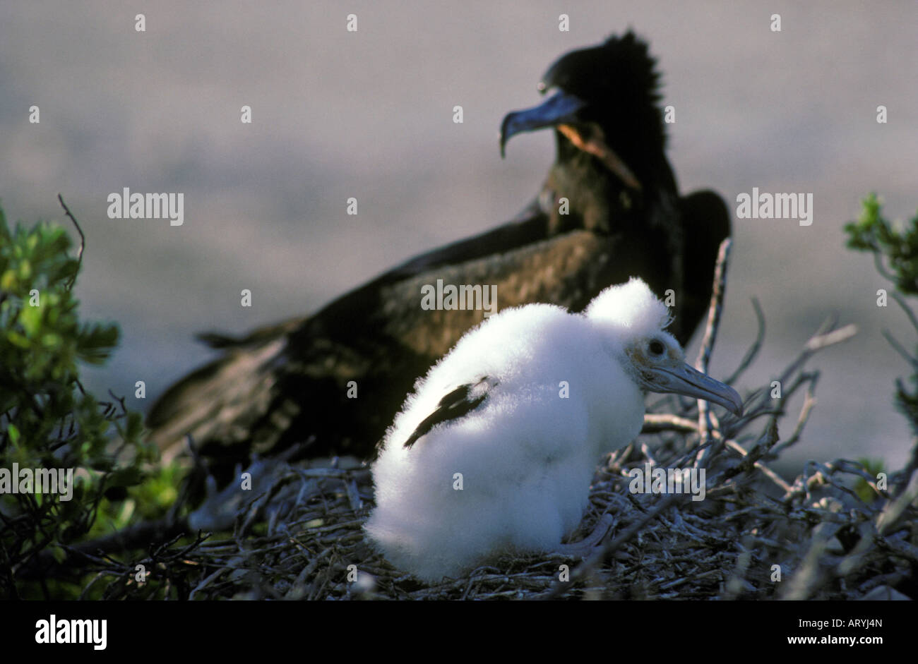 Great Frigatebird with nesting baby chick, Christmas Island Stock Photo ...