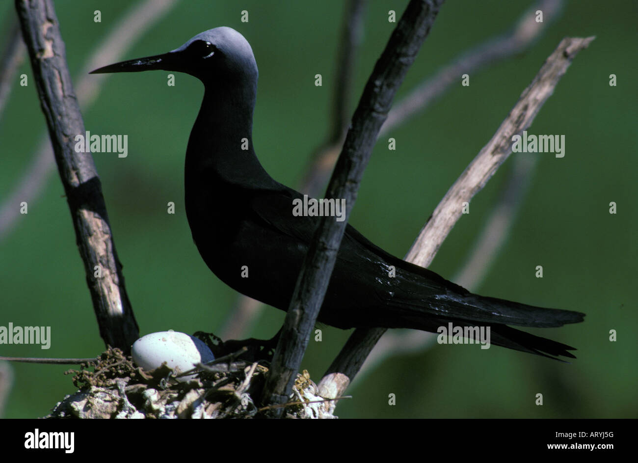 White-capped noddy with egg, on a simple platform nest, Christmas ...