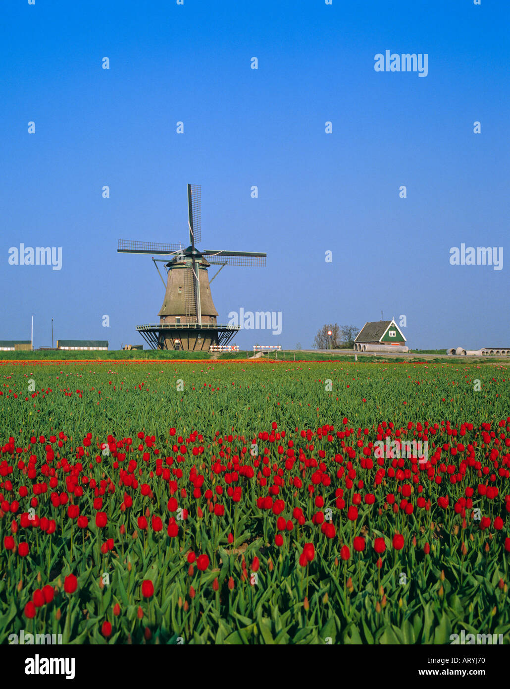 Windmill and Tulip field North Holland Netherlands Stock Photo - Alamy