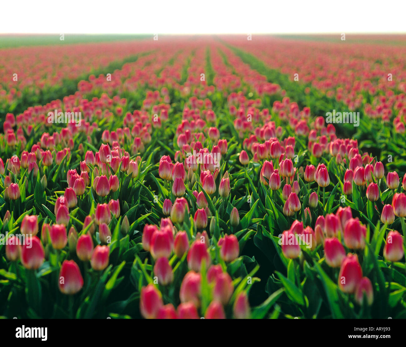 Tulip field North Holland Netherlands Stock Photo - Alamy