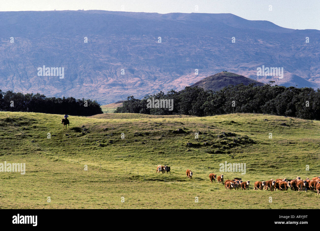 Cattle ranching hawaii hi-res stock photography and images - Alamy