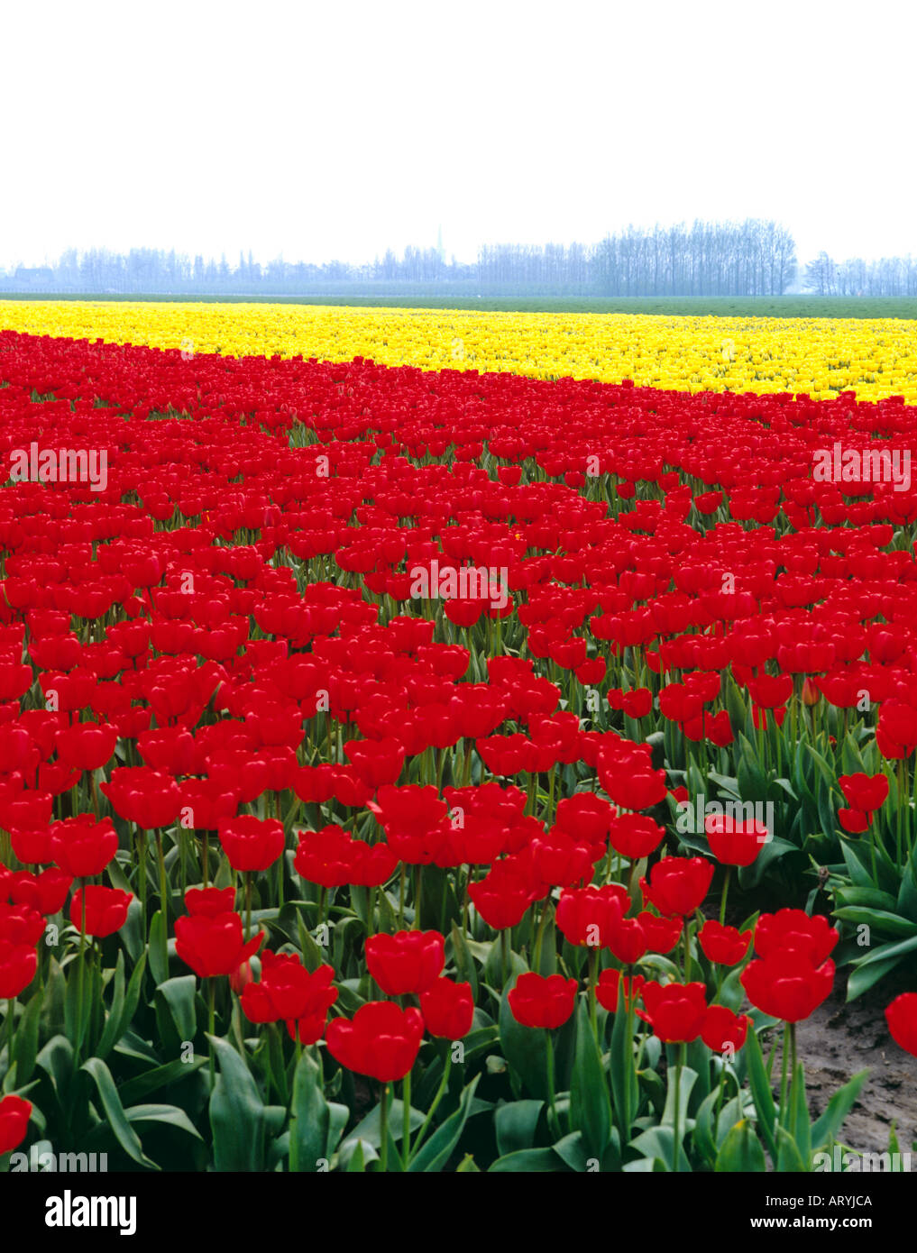 Tulip field North Holland Netherlands Stock Photo - Alamy