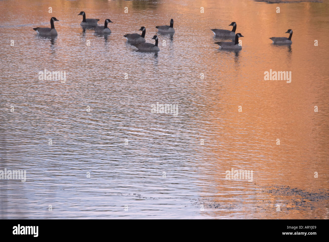 Canadian geese floating on a branch of the Feather River in Plumas ...