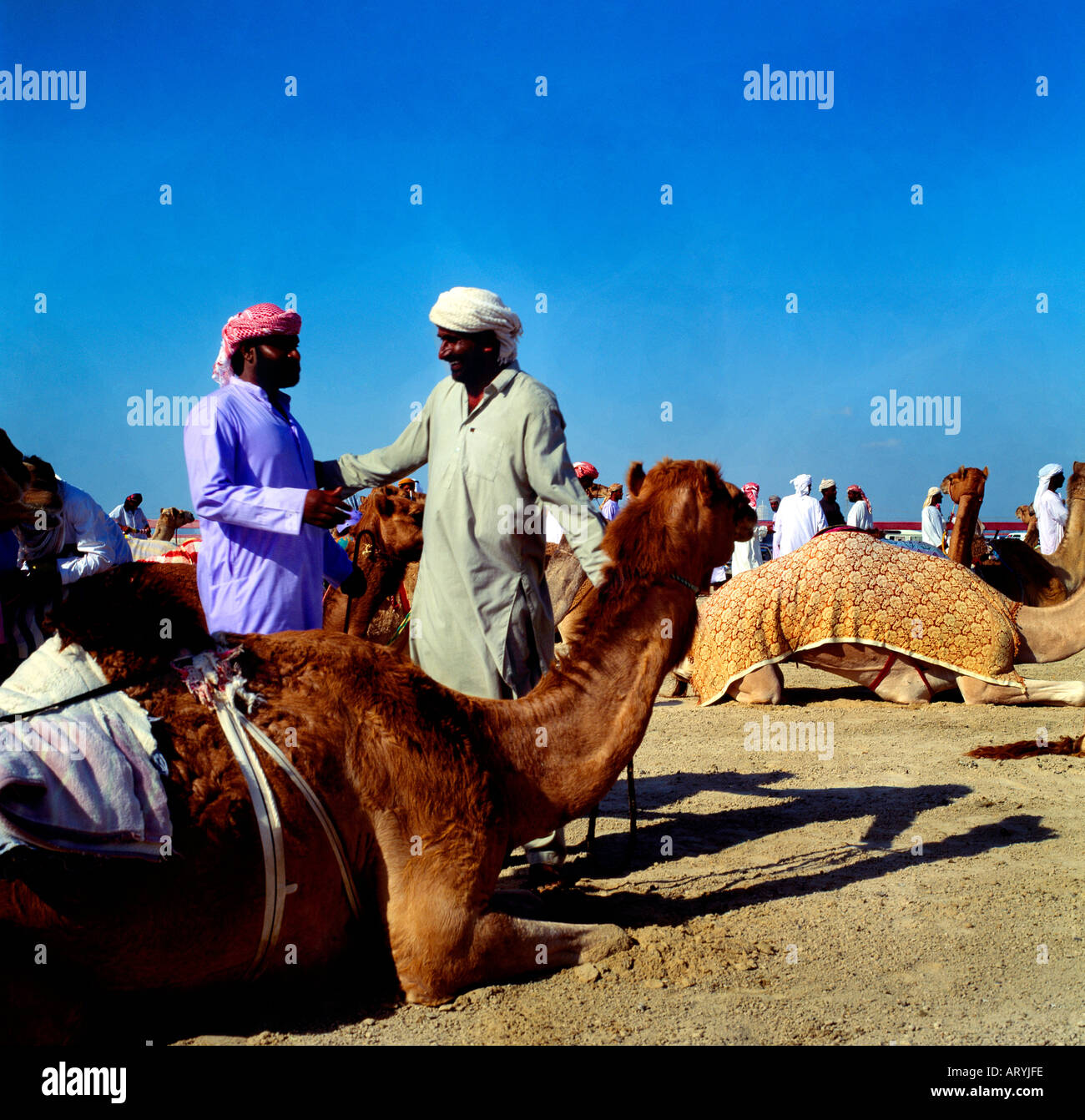 Dubai UAE Camels Awaiting Race Stock Photo - Alamy