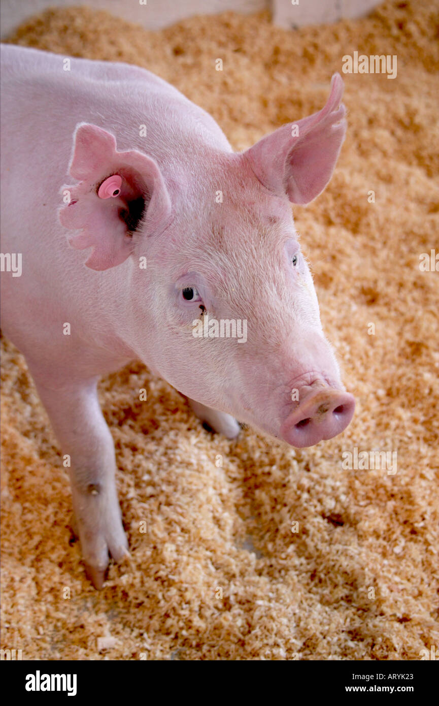 A pretty pink pig at the county fair Stock Photo - Alamy