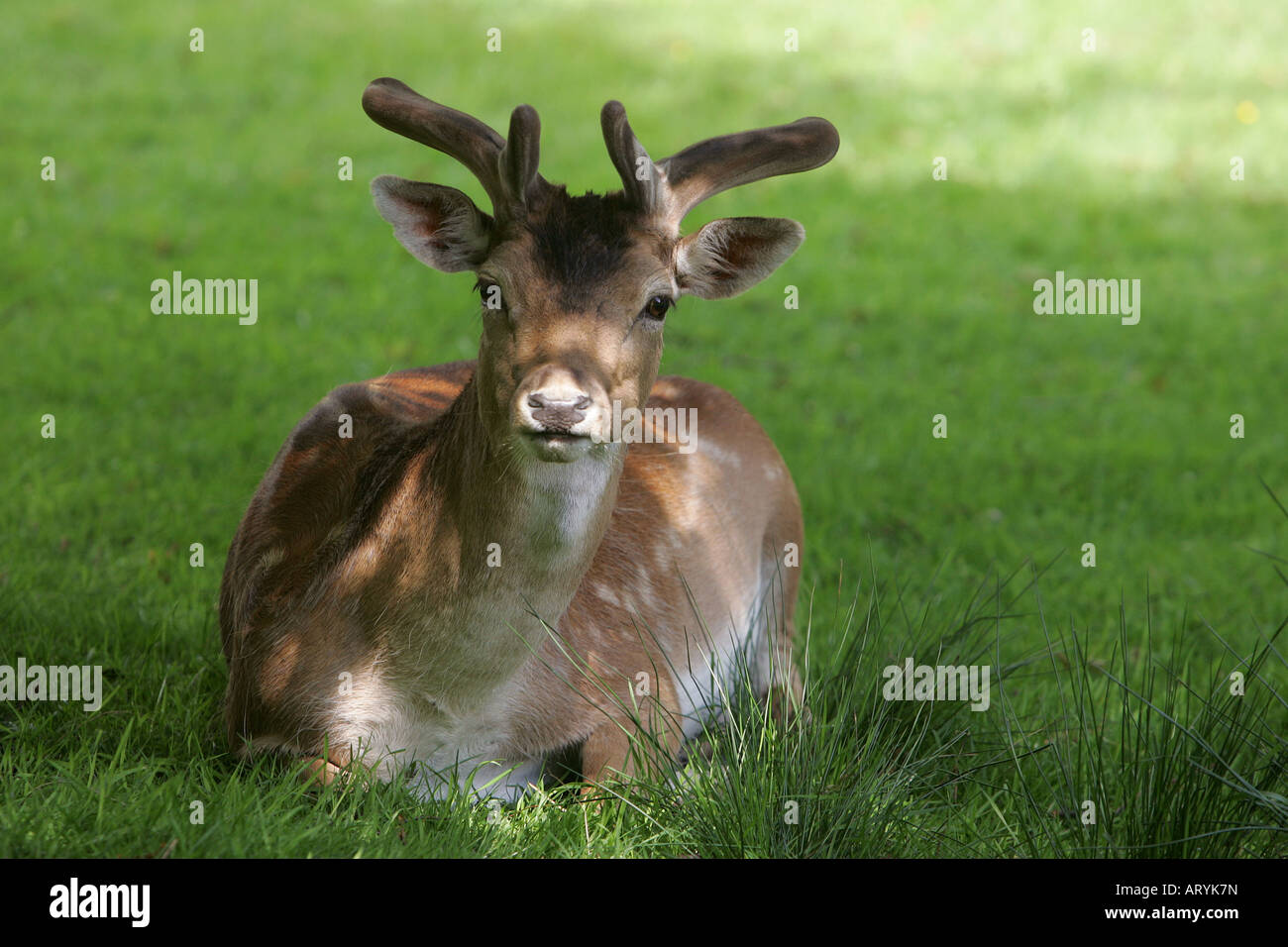 Deer herd animal mammal herbivores Stock Photo - Alamy
