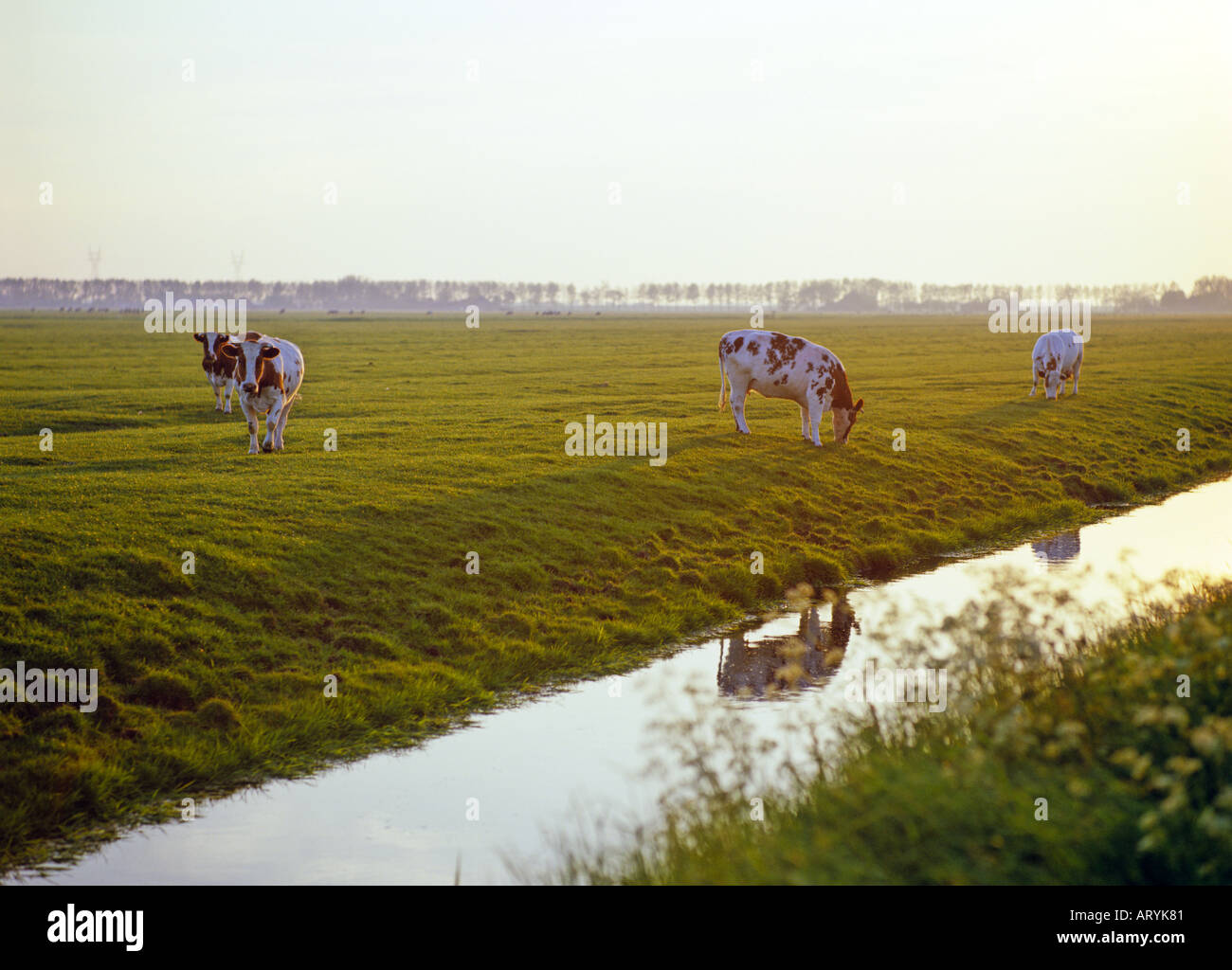 Netherlands cows hi-res stock photography and images - Alamy
