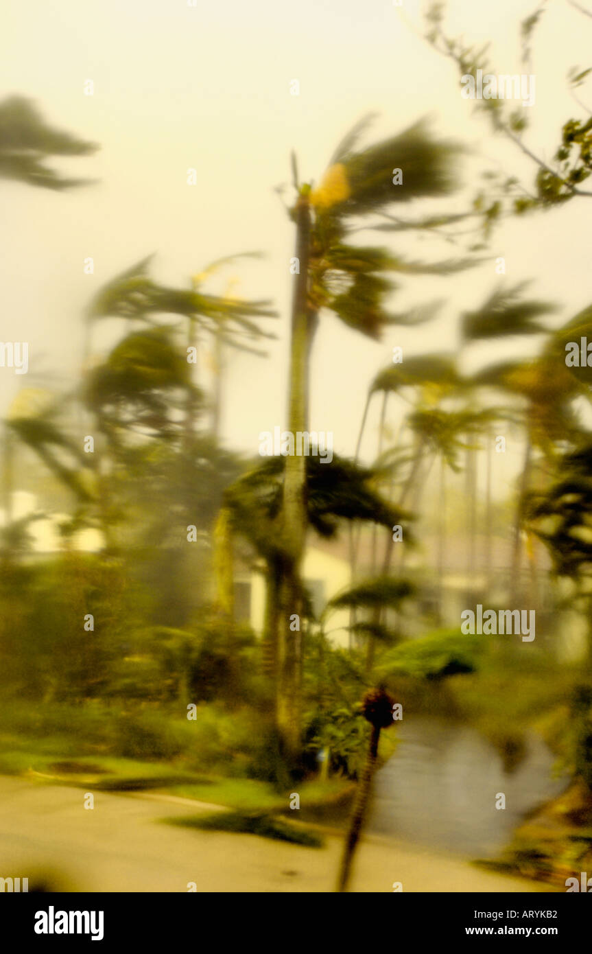 Storm winds blowing trees hi-res stock photography and images - Alamy