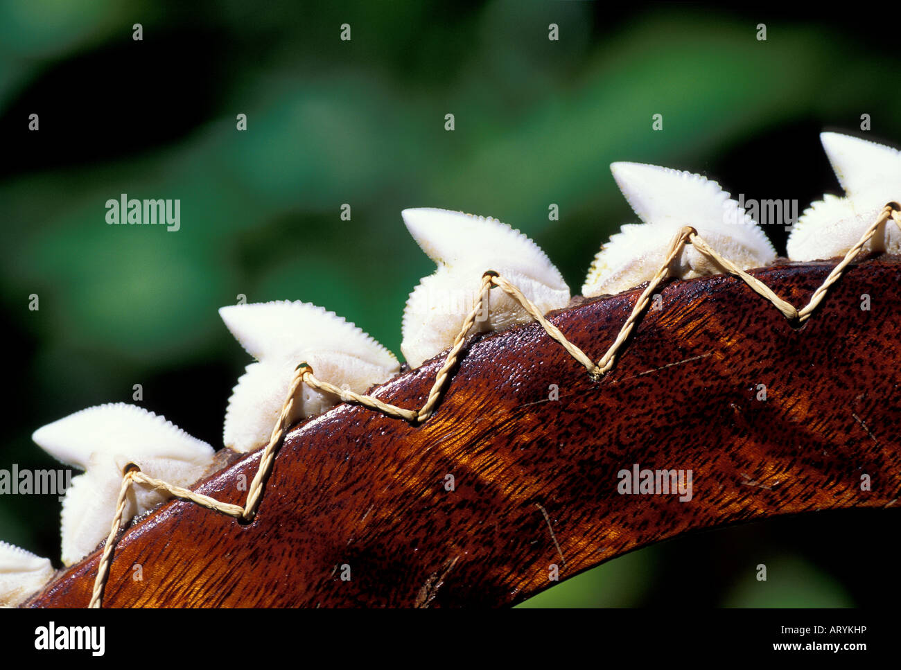 Replica of Hawaiian weapon made with tiger shark teeth Stock Photo - Alamy