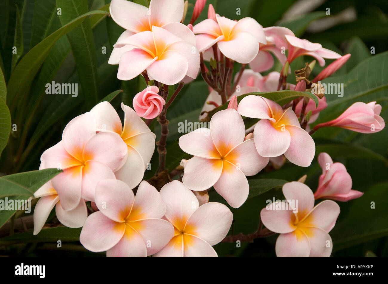 Close up of plumeria rubra pink flower flowers flowering Madeira ...