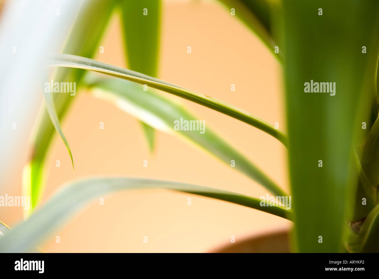 Sunlight plant close hi-res stock photography and images - Alamy