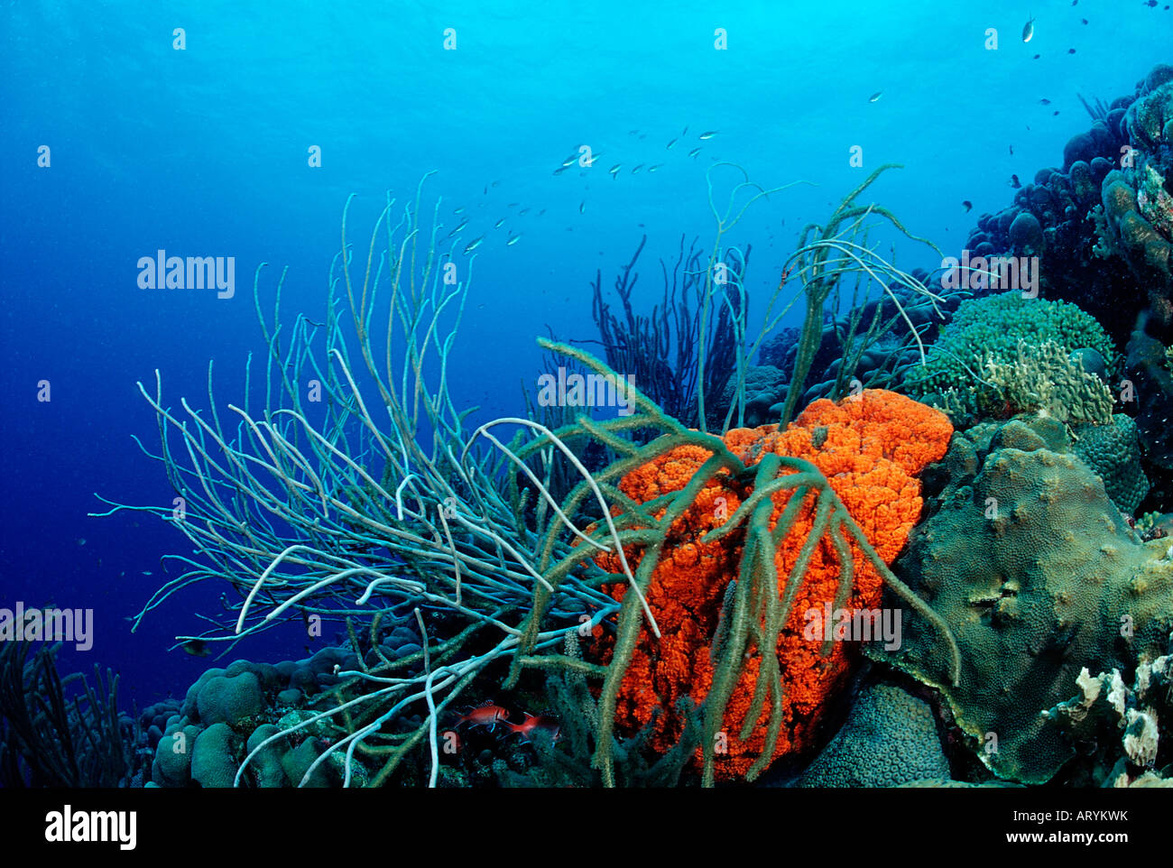 Caribbean Coral Reef Caribbean Sea Cuba Stock Photo - Alamy